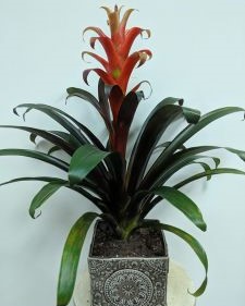 Tim's Touch Florist, Gifts & Flower Delivery :: Bromeliad in Ceramic