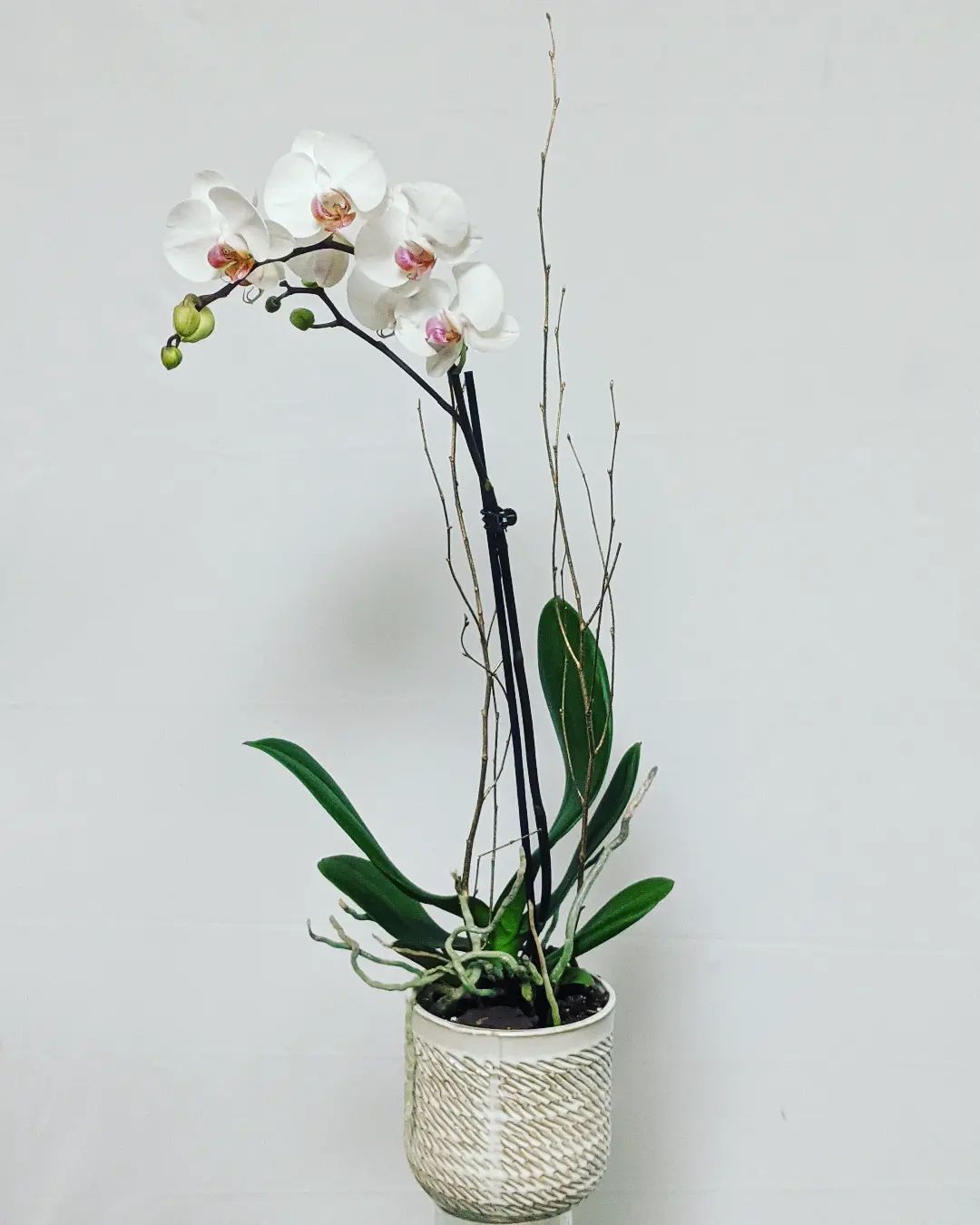 Tim's Touch Florist, Gifts & Flower Delivery :: Phalaenopsis Ochid ...